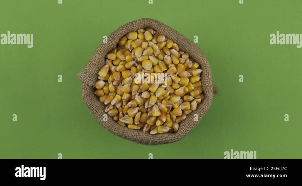 Rotation of a full sack of corn grain. Top view. Isolated Stock Video ...