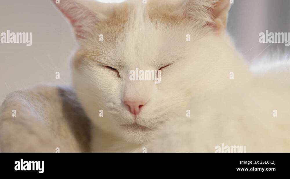Sleepy cat waking up from a nap curled up in a cat tree in front of a ...