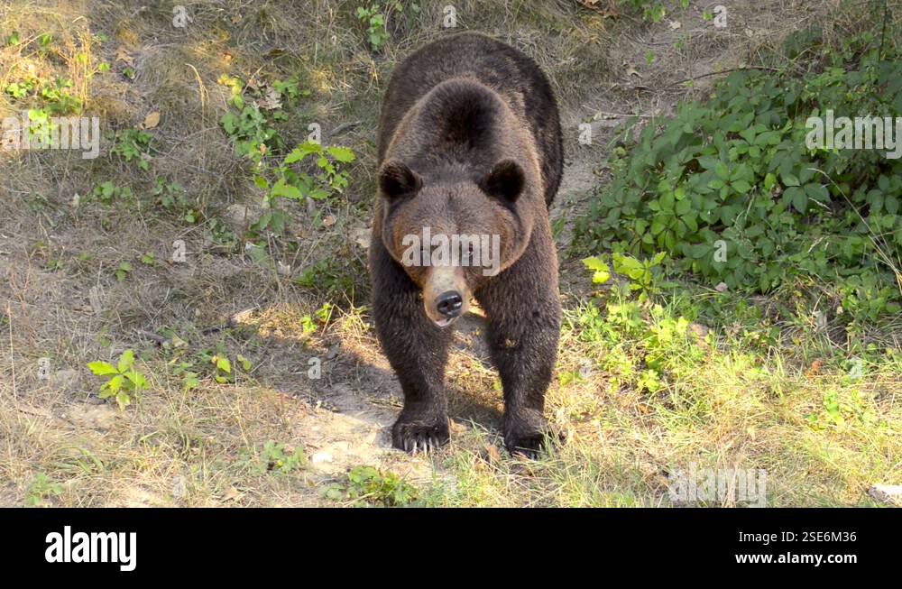 Bear path Stock Videos & Footage - HD and 4K Video Clips - Alamy