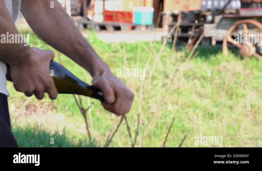 Close up on traditional champagne disgorging technique, winemaker ...