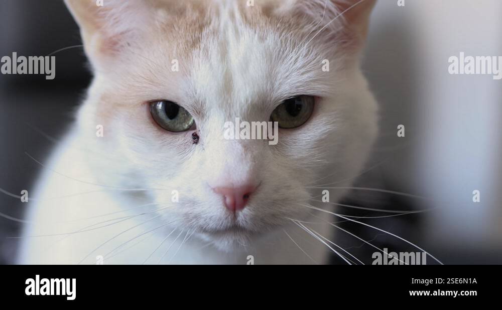 Gorgeous white and orange cat staring into the camera then closes his ...