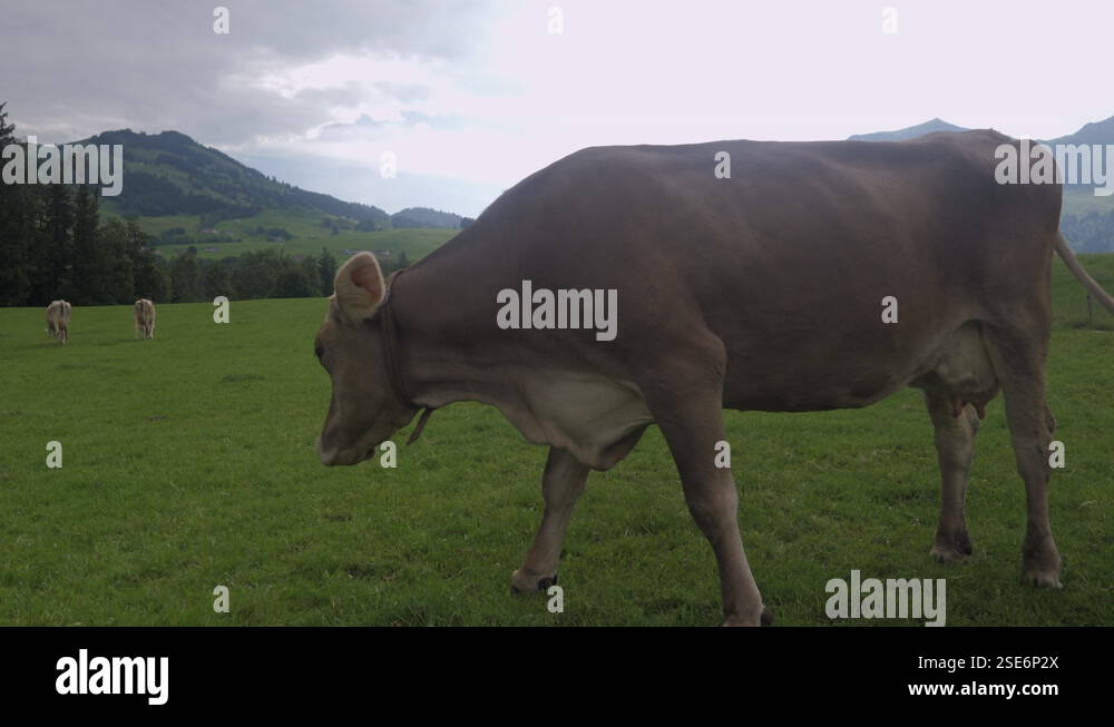 Alpine cows grazing in sustainable Alpine farm Stock Video Footage - Alamy