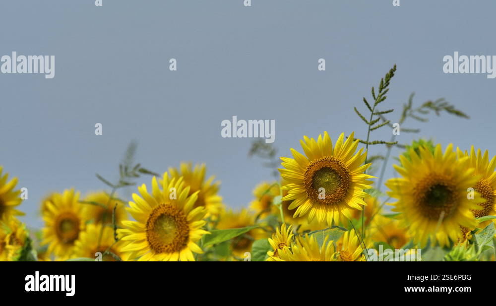 Sunflower field Tilt down Stock Video Footage - Alamy