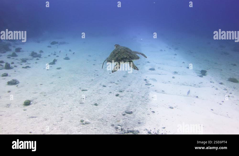 Chasing a sea turtle in clear blue water while scuba diving, Maldives ...