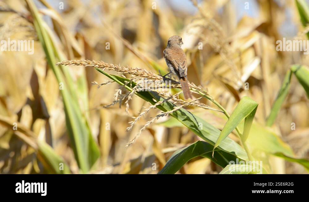Cute Red-backed shrike bird (Lanius collurio) swaying on a corn stalk ...