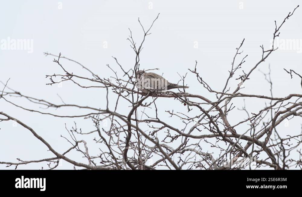 A ring neck dove on the top of a limby tree shot on a completely grey ...