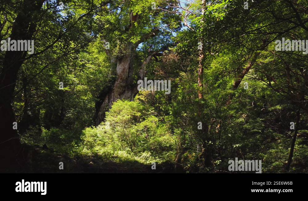 Jomon Sugi, largest and oldest Yakusugi Cedar Tree in Japan on ...
