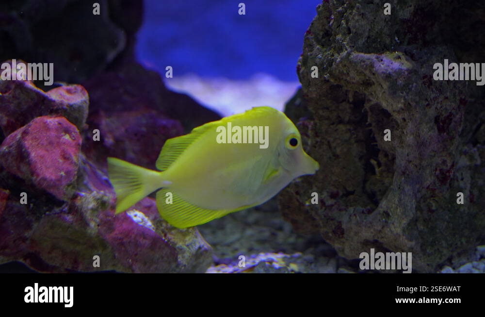 A yellow tang ,Zebrasoma flavescens, fish swims along a coral reef an ...