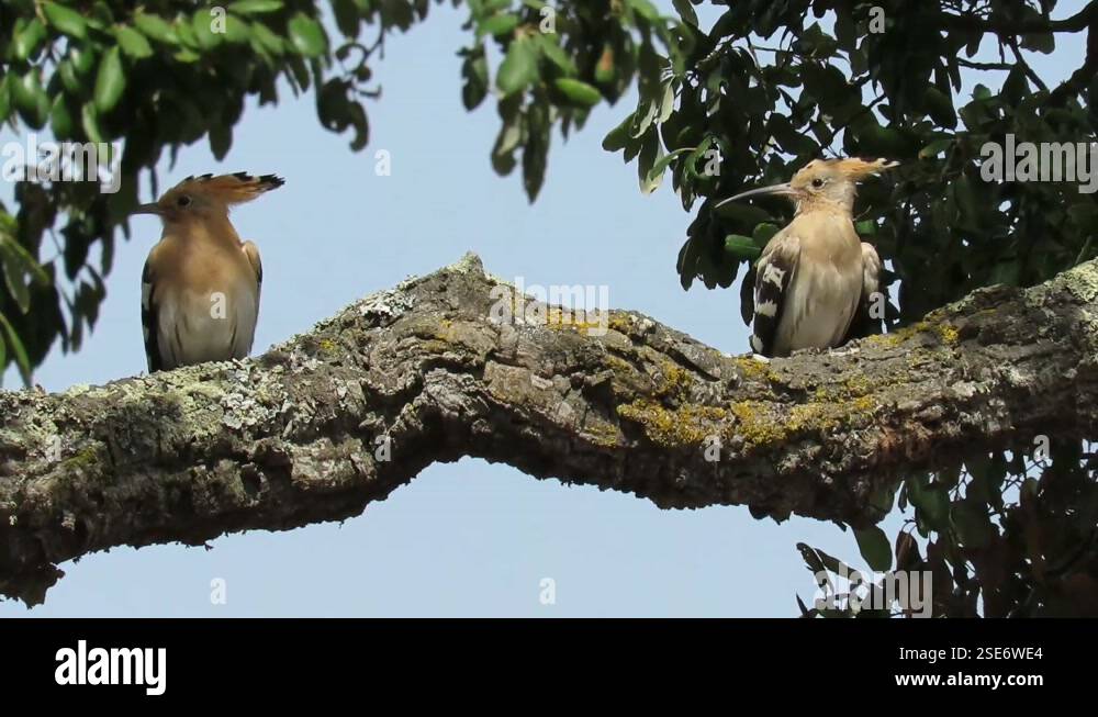 Short beak Stock Videos & Footage - HD and 4K Video Clips - Alamy