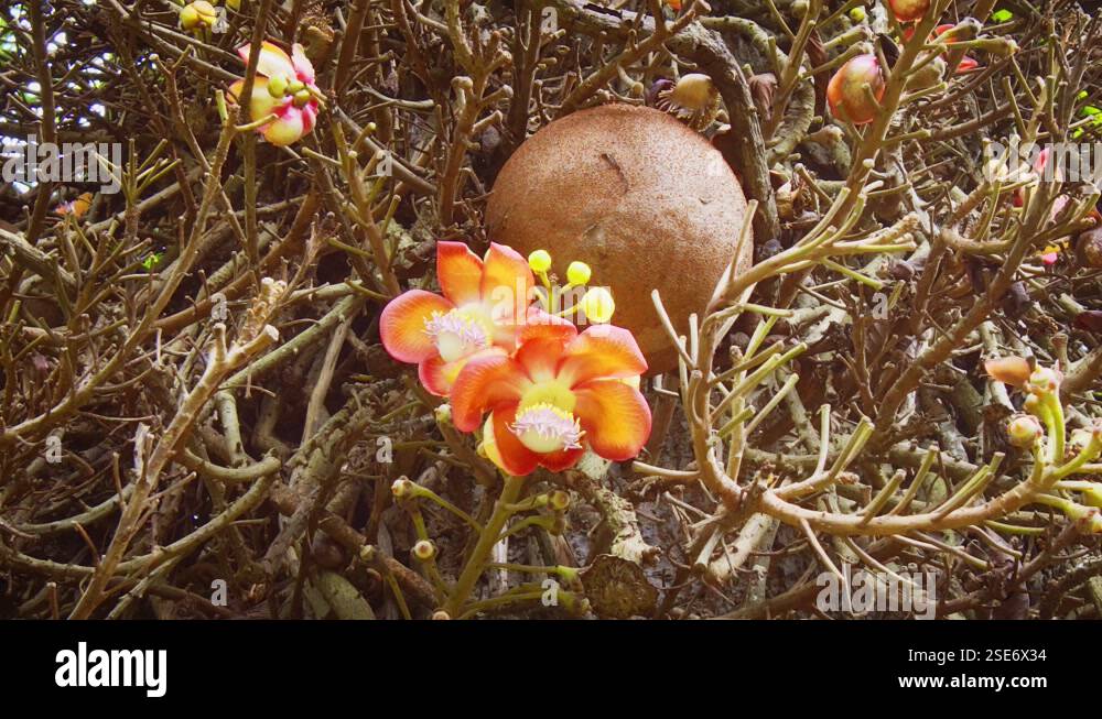 Exotic Cannonball Tree with Fruit and Flowers at Sri Lankan Botanical ...