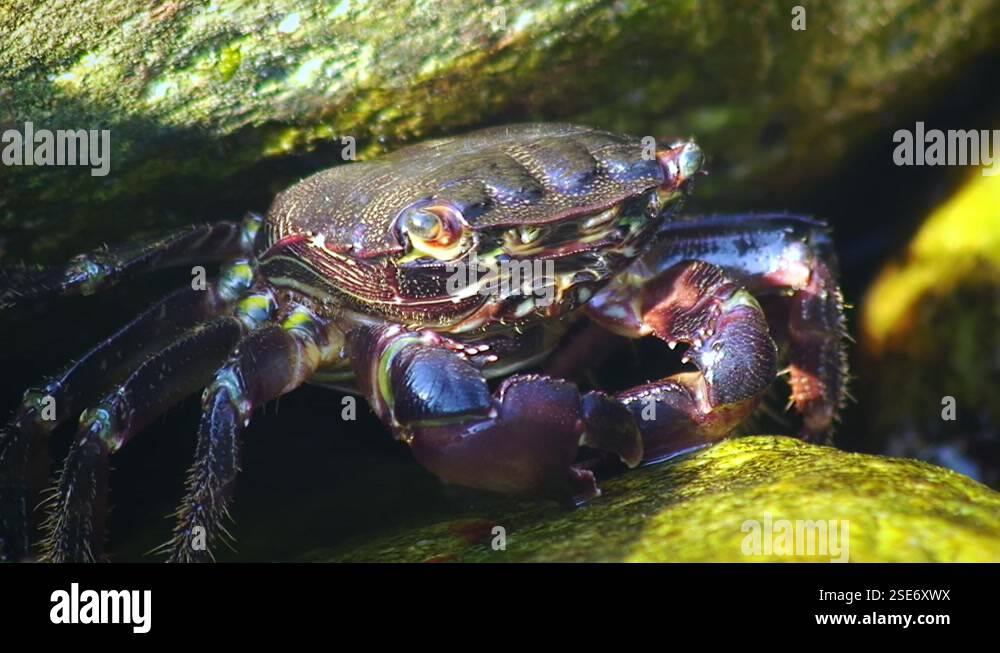 Marbled rock crab (Pachygrapsus marmoratus) on land Stock Video Footage ...