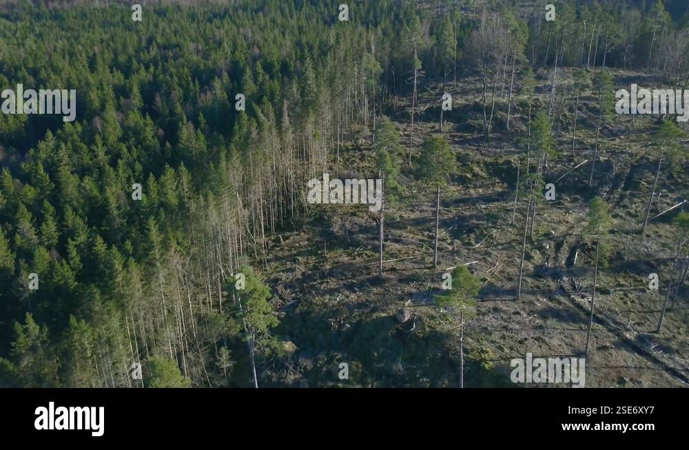 clea edge between healthy forest and clearcutting. Drone shot in 4K ...