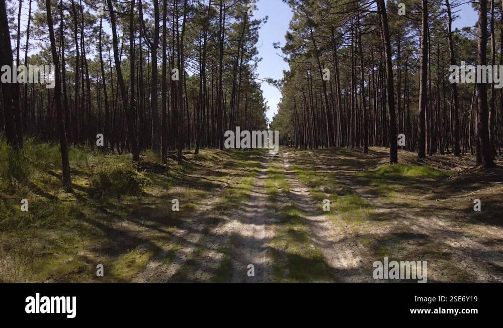 4K view of a dirty road in the middle of a pine tree forest drone ...