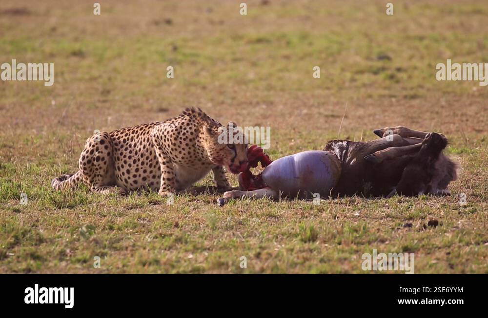 Wild African Cheetah Predator Eating Dead Wildebeest Prey With Exposed ...