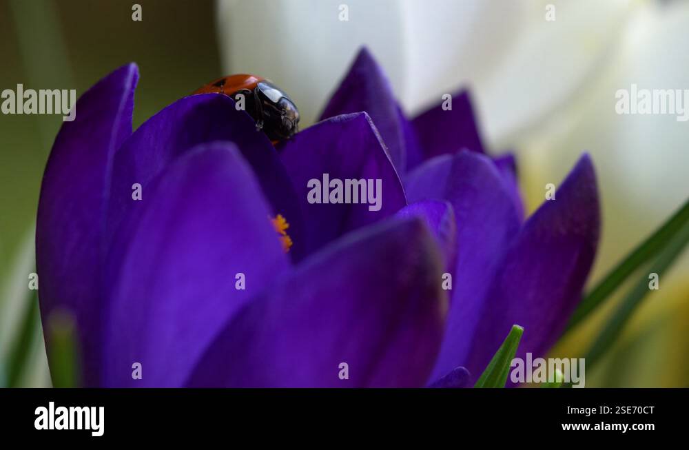 Macro of violet petals of garden crocus with a ladybug. Natural beauty ...
