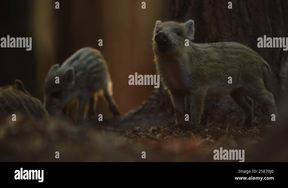 Closeup youngs wild boar Sus scrofa excited piggy staring for a long in ...