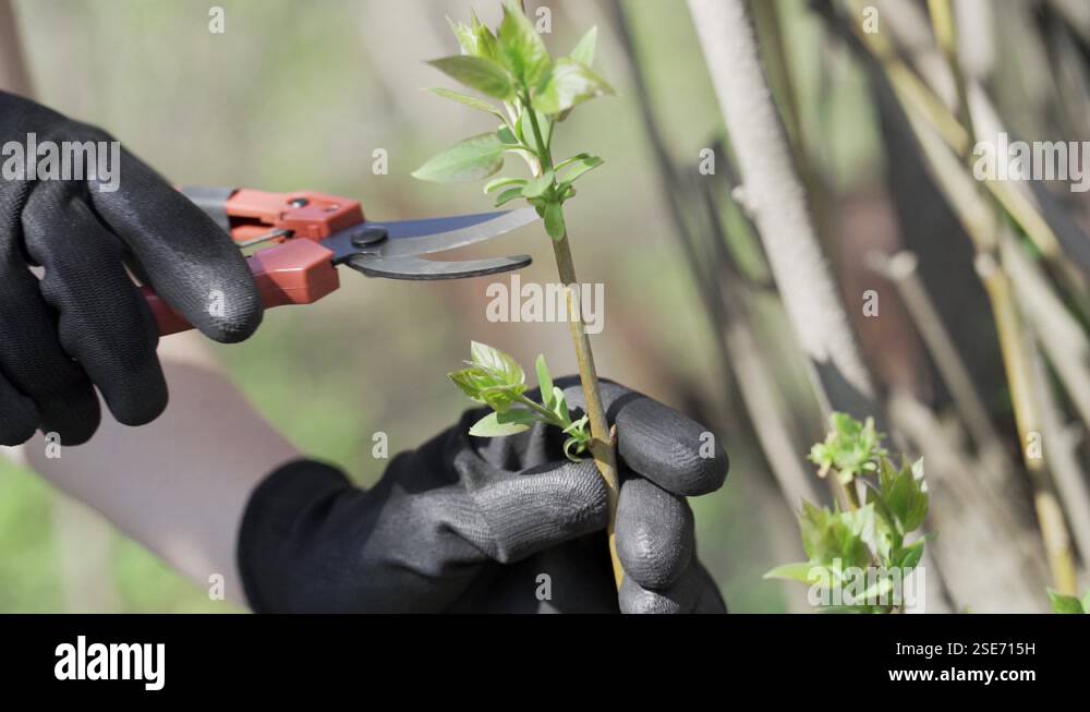 Close up if cutting branches of leaveless trees with pruner. Close up ...