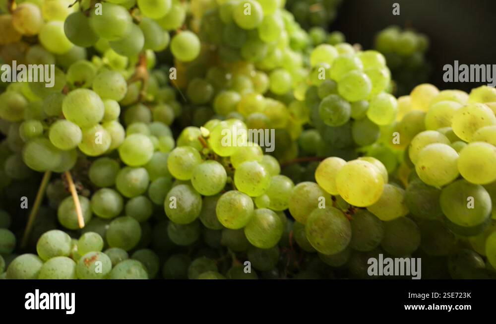 Bunch of fresh grapes falling in to a box at harvest. Slow motion ...