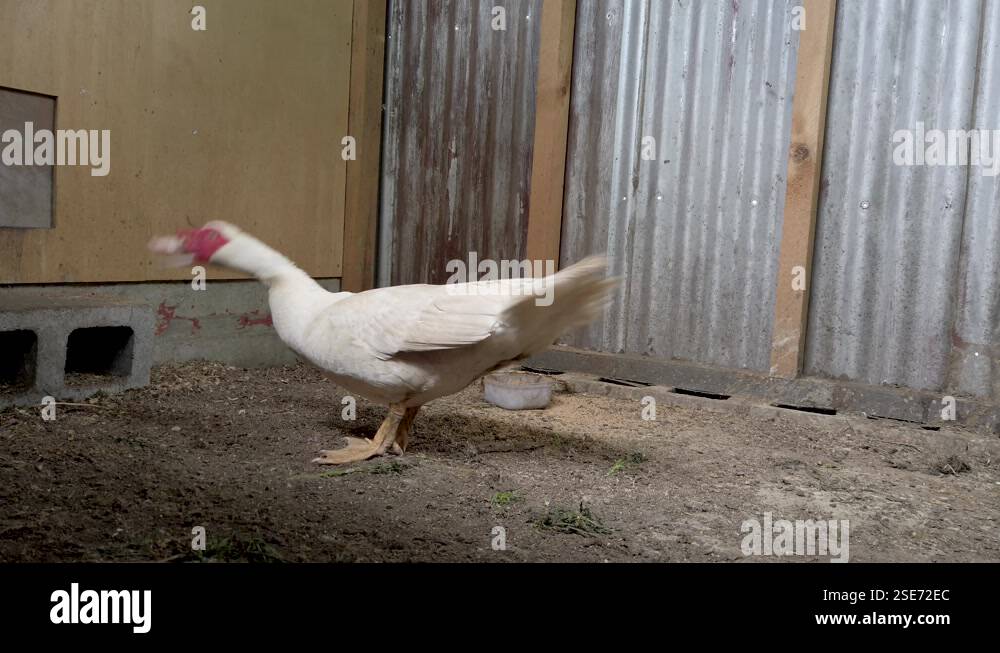 White duck profile Stock Videos & Footage - HD and 4K Video Clips - Alamy