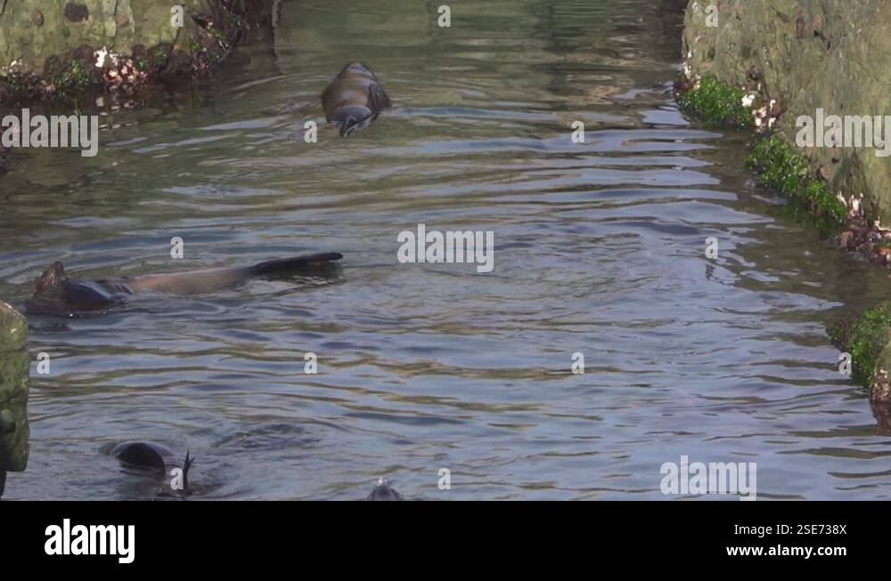 Amusing Fur Seals swim and float upside down in narrow rock trough ...