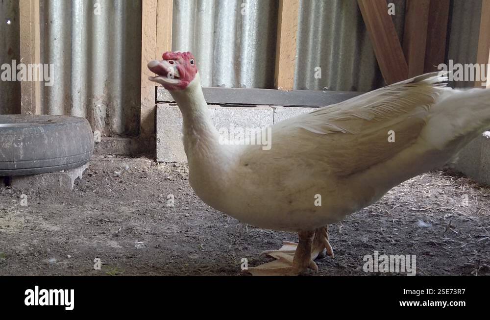 Animal bird beak farm Stock Videos & Footage - HD and 4K Video Clips ...