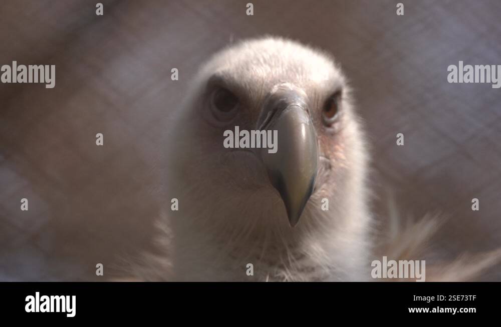 A close up view of the head of a Himalayan Griffon taken in a zoo Stock ...