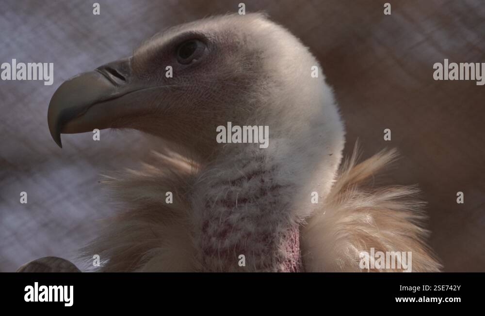 A close up view of the head of a Himalayan Griffon taken in a zoo Stock ...