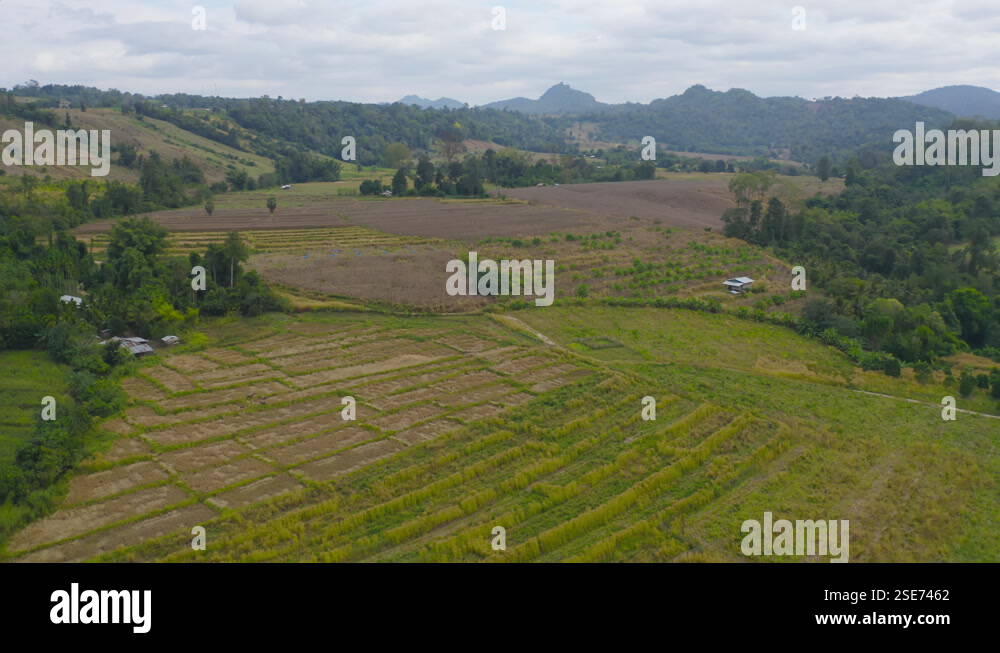 Aerial top view of dry paddy rice terraces, green agricultural fields ...