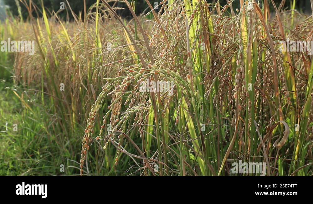 Close up of few golden color rice spikes on a paddy field in sri lanka ...