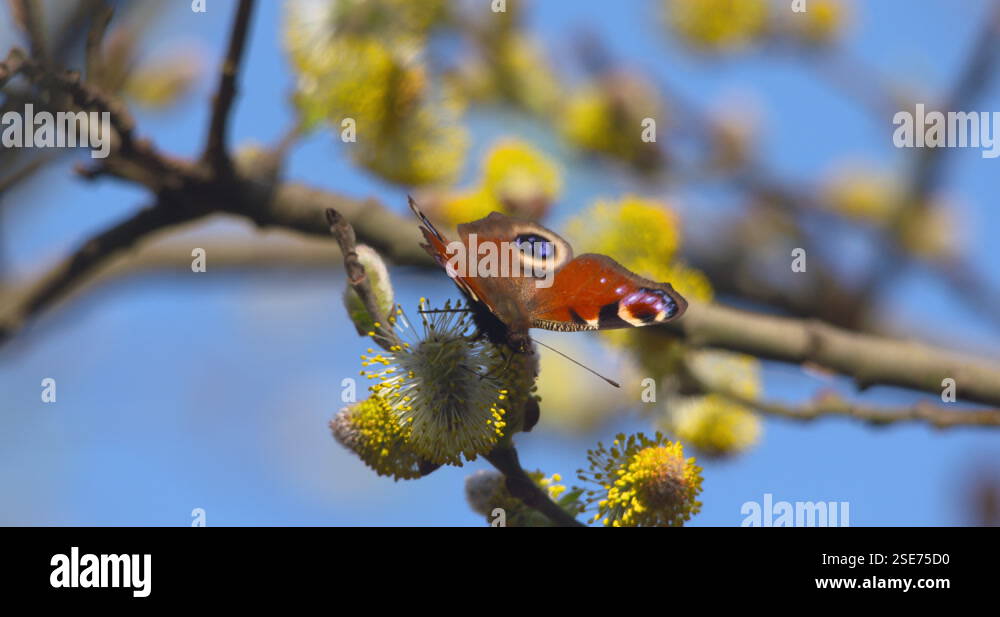 Peacock butterfly opens wings to display beautiful pattern Willow tree ...