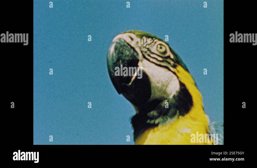 1950s: Macaws sit in tree. Snake slithers up tree. Man leads horse and ...