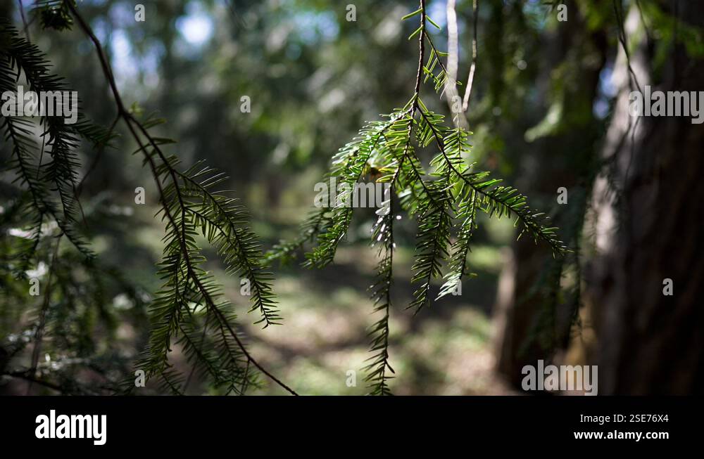 branches and needles of a pine tree move in the wind and the sun shines ...