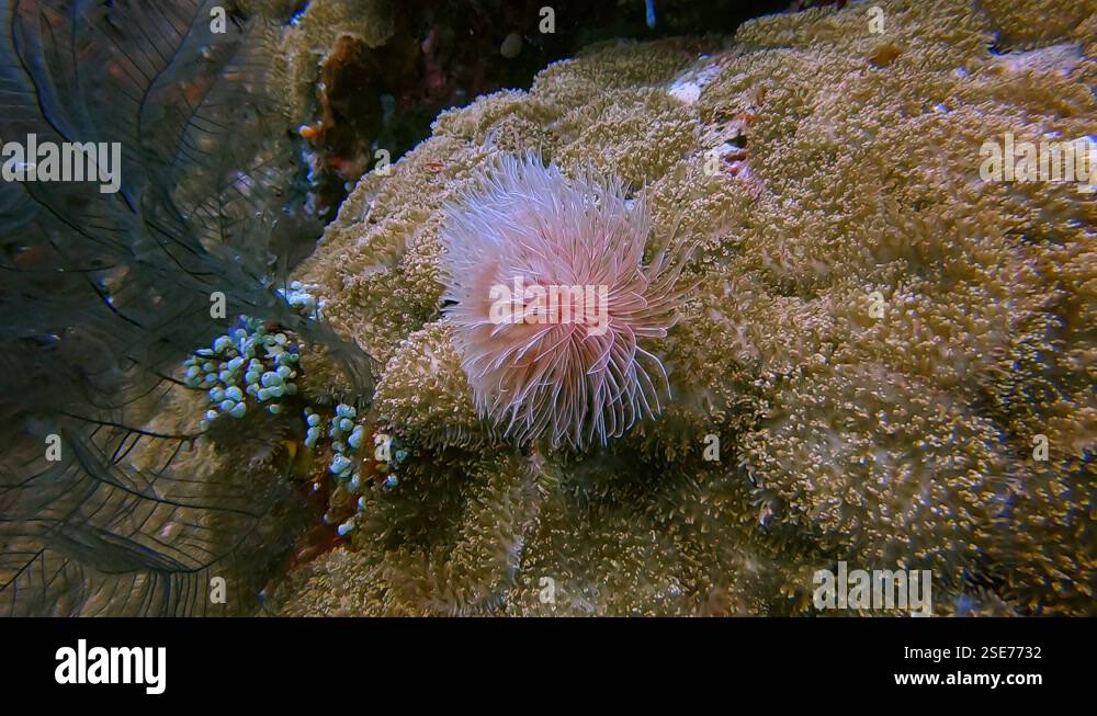 Marine tube worm Stock Videos & Footage - HD and 4K Video Clips - Alamy