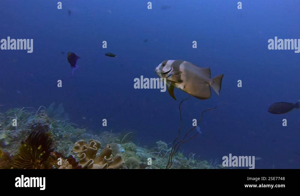 Batfish or Spade fish getting a clean from a small cleaner wrasse Stock ...