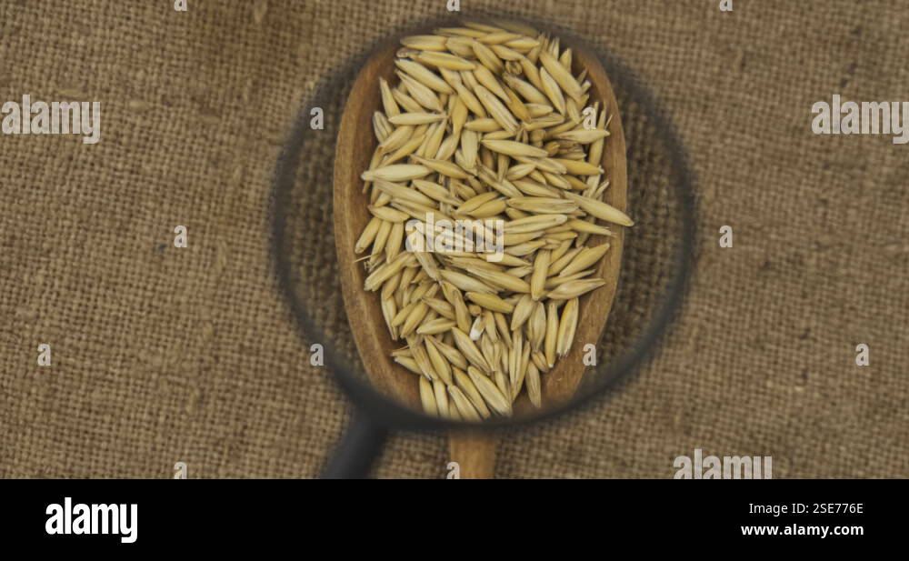 Rotation of a spoon with oat grain through a magnifying glass ...