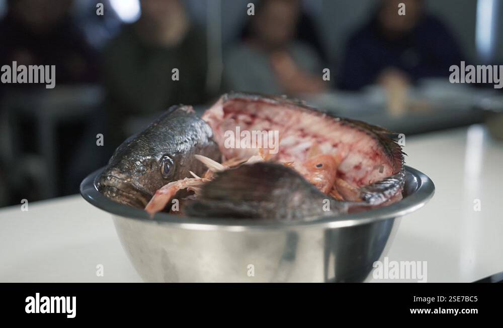 Sea bass fish in Stock Videos & Footage - HD and 4K Video Clips - Alamy