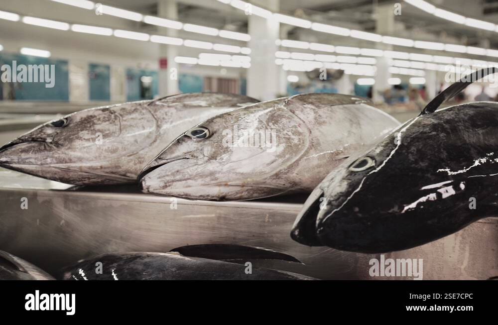 Fresh Fish Laid Out On Counter At Market In Oman. Close Up, Dolly Right ...