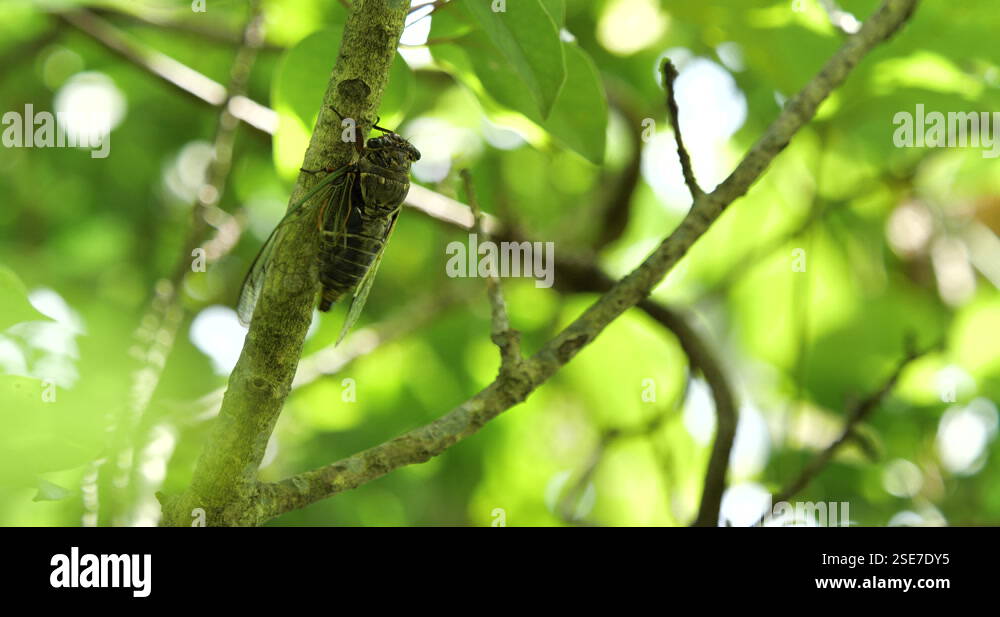 Video footage of the cicadas buzzing hard Stock Video Footage - Alamy