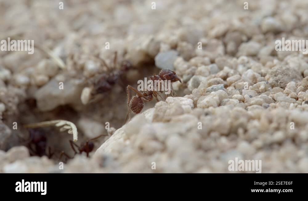 Lazy worker ant cleans her antenna while other ants work in background ...