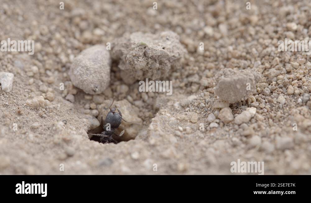 Maco Close Up of Black Sonoran Desert Ant aka Veromessor Pergandei in ...