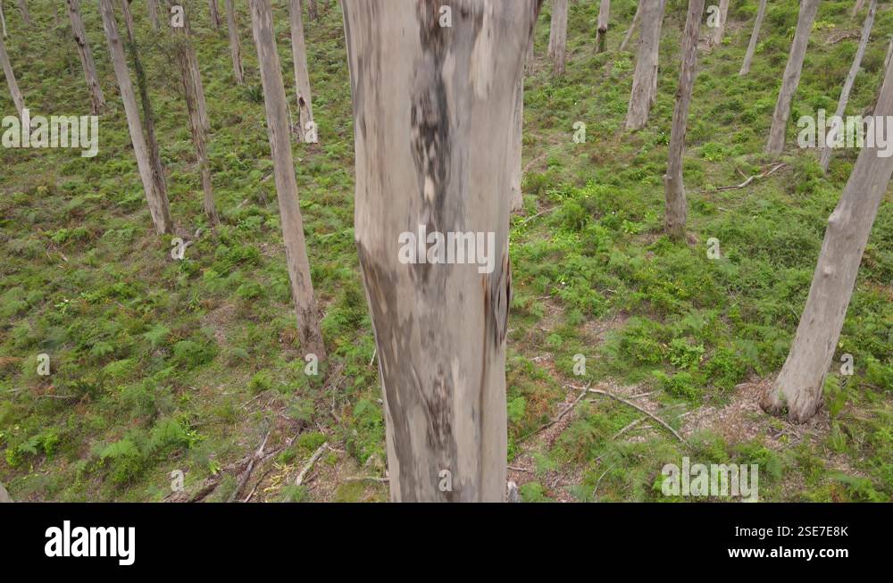 Ascending shot by trunk of very tall tree during day in Boranup Forest ...
