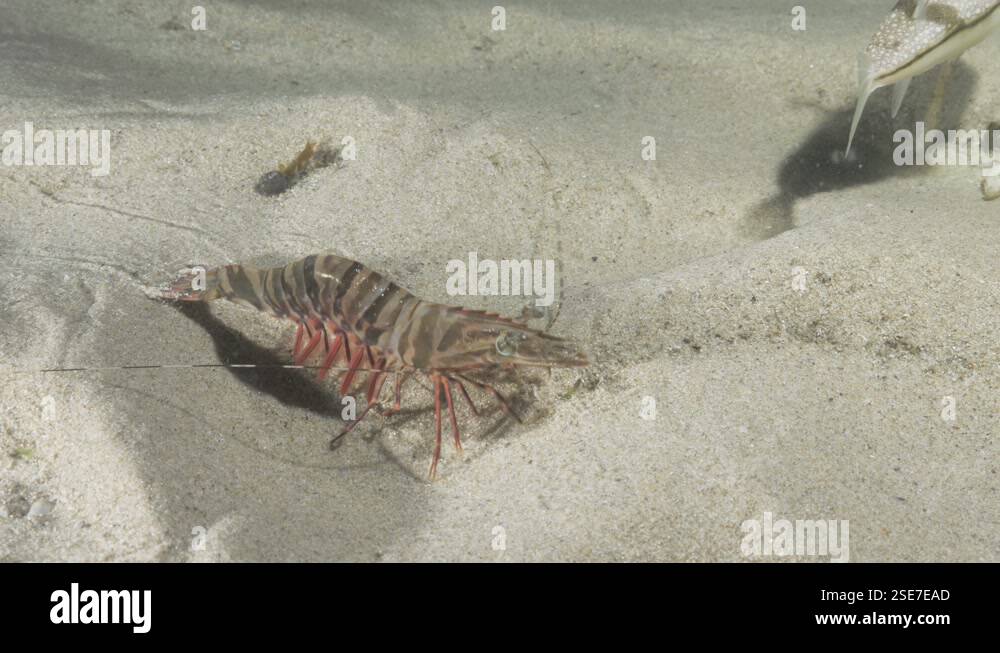 Unique underwater perspective view following a large prawn as it ...