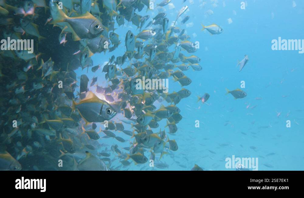 A scuba diver operating an underwater camera set-up attached with ...