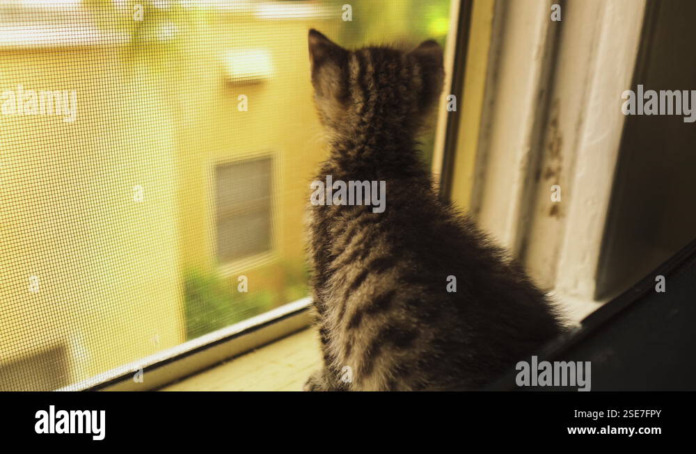 Curious Tabby kitten looking out a window, close up seen from behind ...