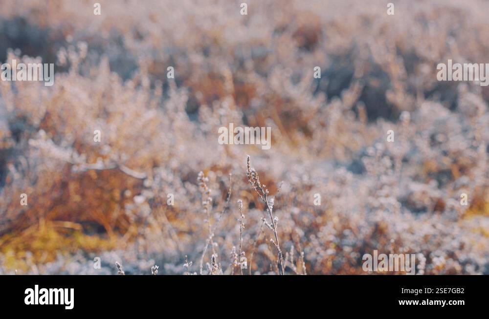 Winter frozen wild plants Stock Videos & Footage - HD and 4K Video ...