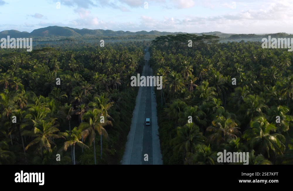 Aerial view of coconut road with a van driving on it during sunrise on ...