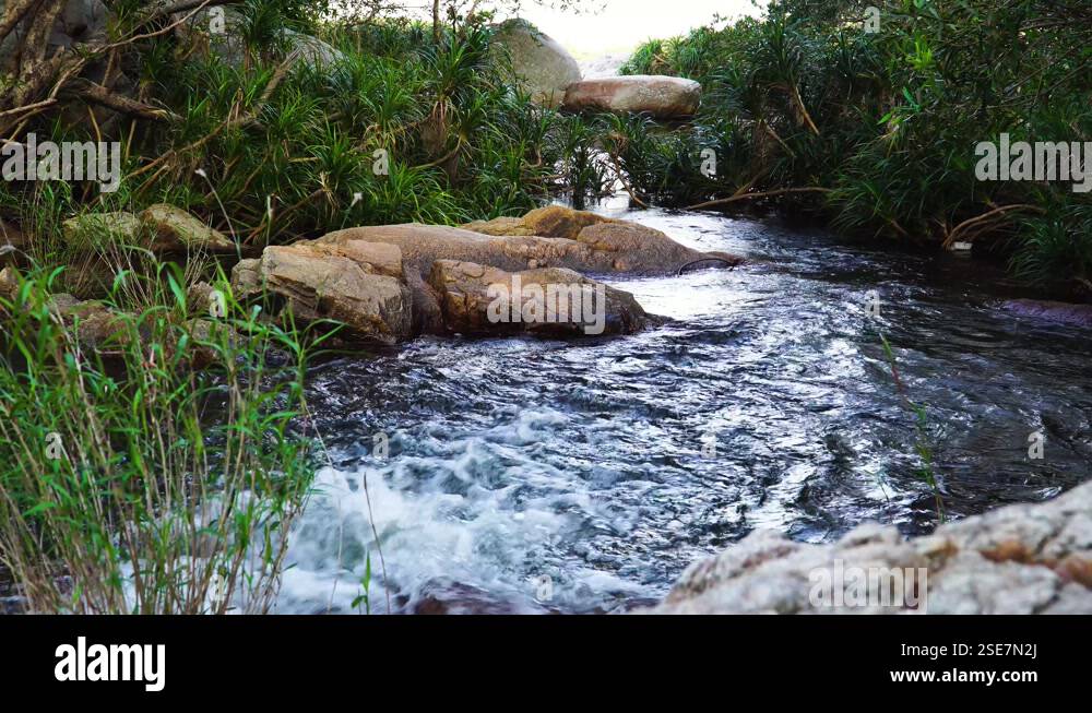 Rushing stream, torrent of shiny water in lush tropical wilderness ...