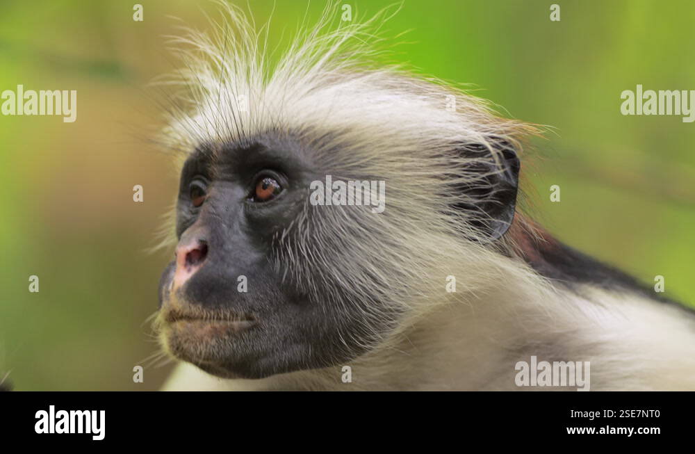Zanzibar red colobus monkey cautiously staring at camera. Funny scene ...