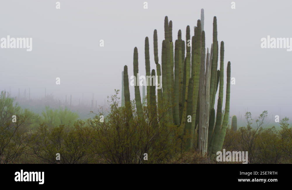 8K misty and foggy weather cactus park US national monument UNESCO ...
