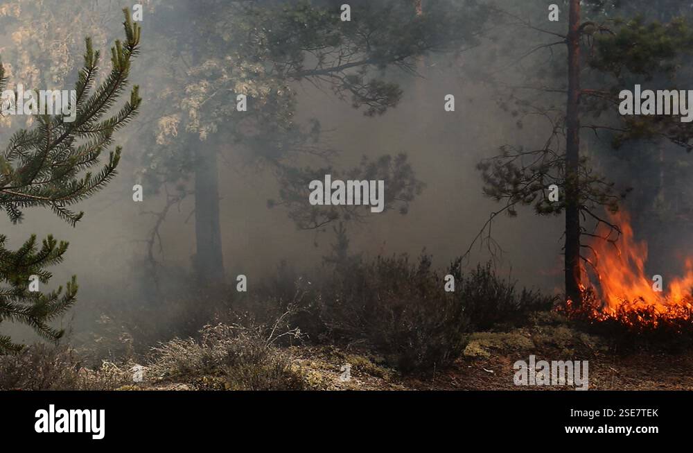 Massive forest fire and smoke is ignited by the wind Stock Video ...